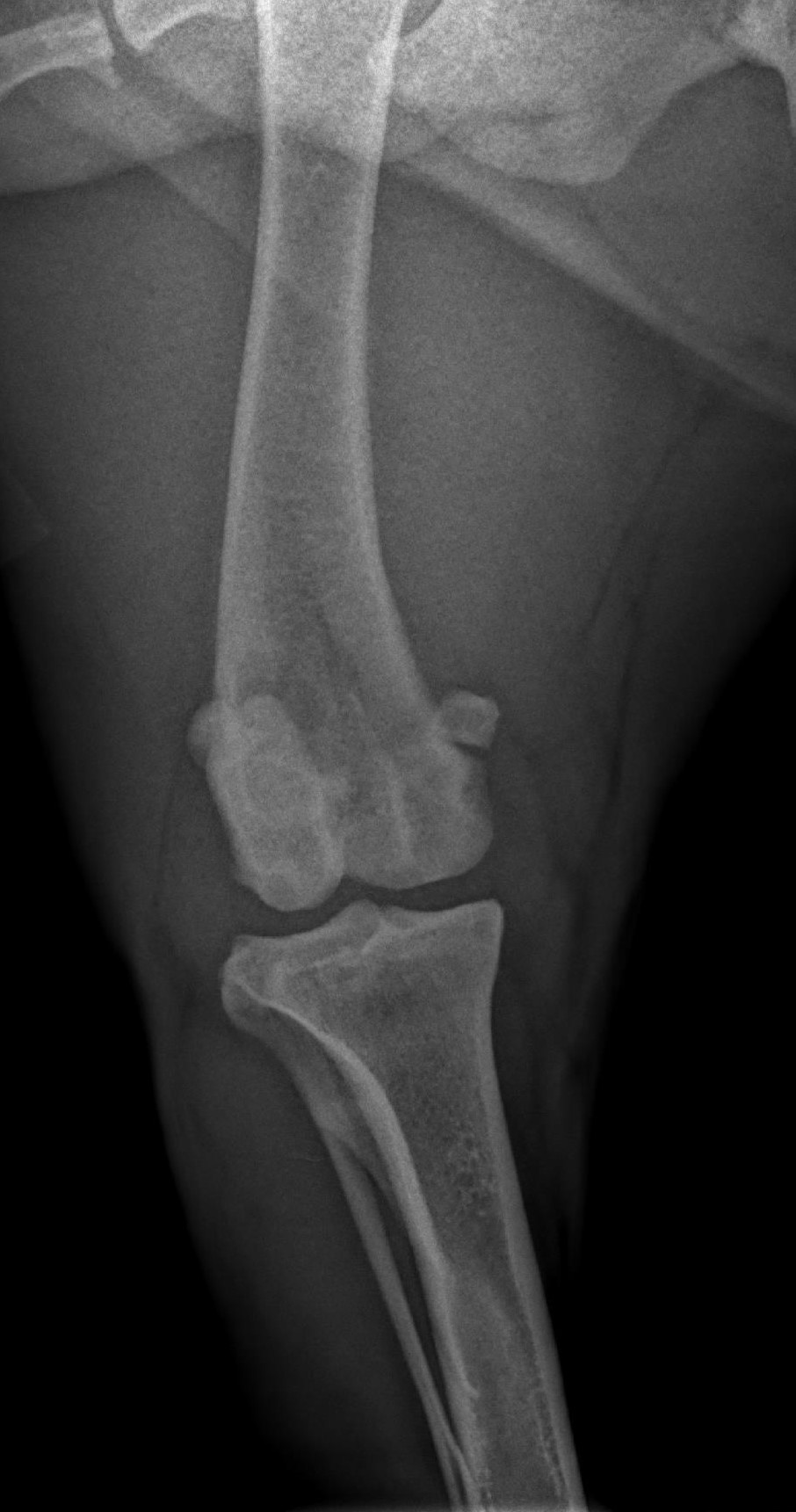 Radiology - Stifle positioning - Surgeon on Site